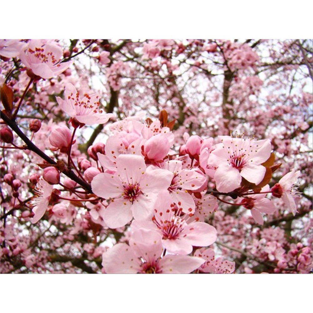 Paket isi : 1 Biji Bunga Sakura Japanese Cherry Blossoms /benih biji ...