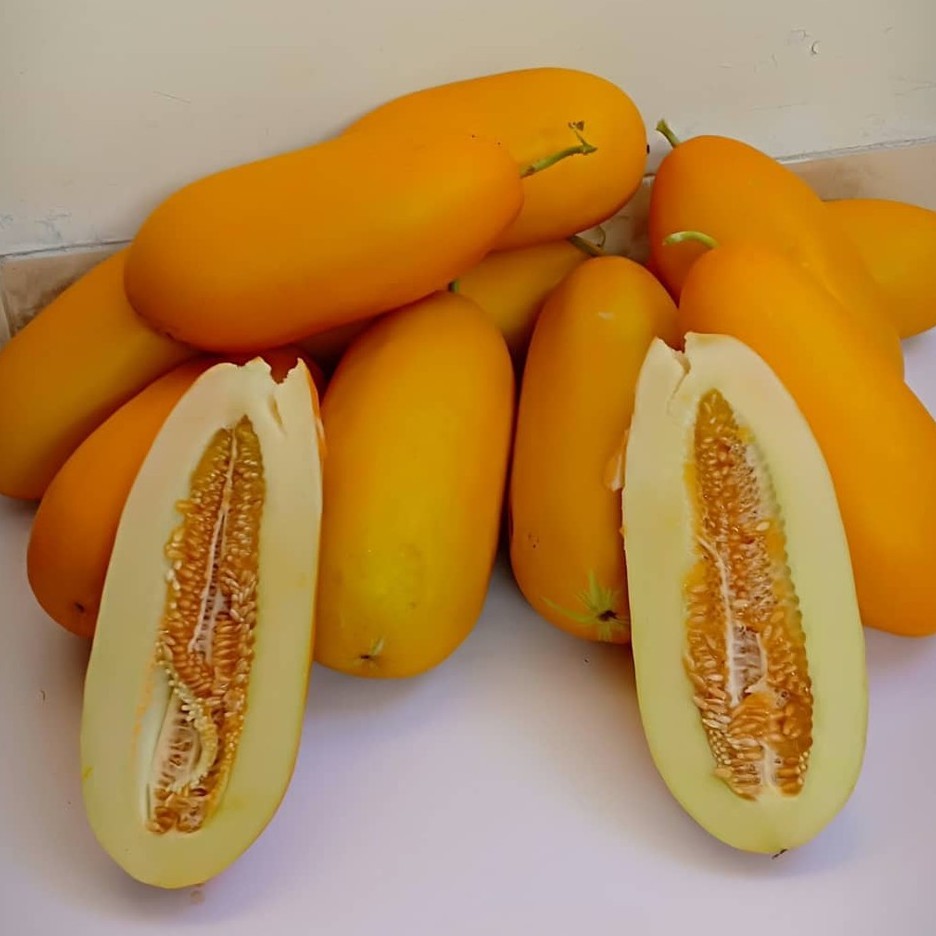 25 Biji Benih Timun Suri Bibit Buah Mentimun Suri Kuning | Lazada Indonesia