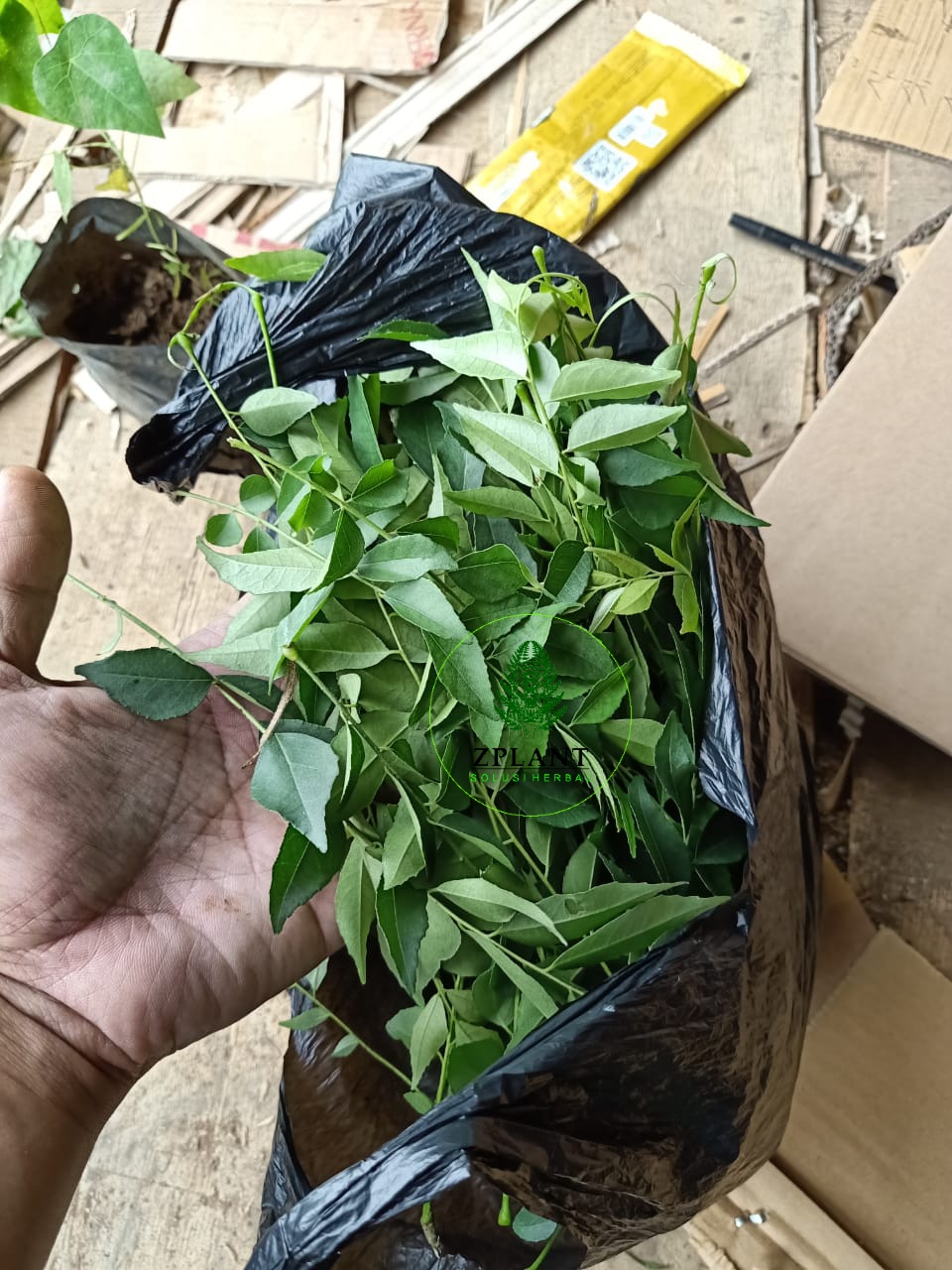 Daun salam koja segar 1kg / daun kari / daun temurui / daun laksa ...