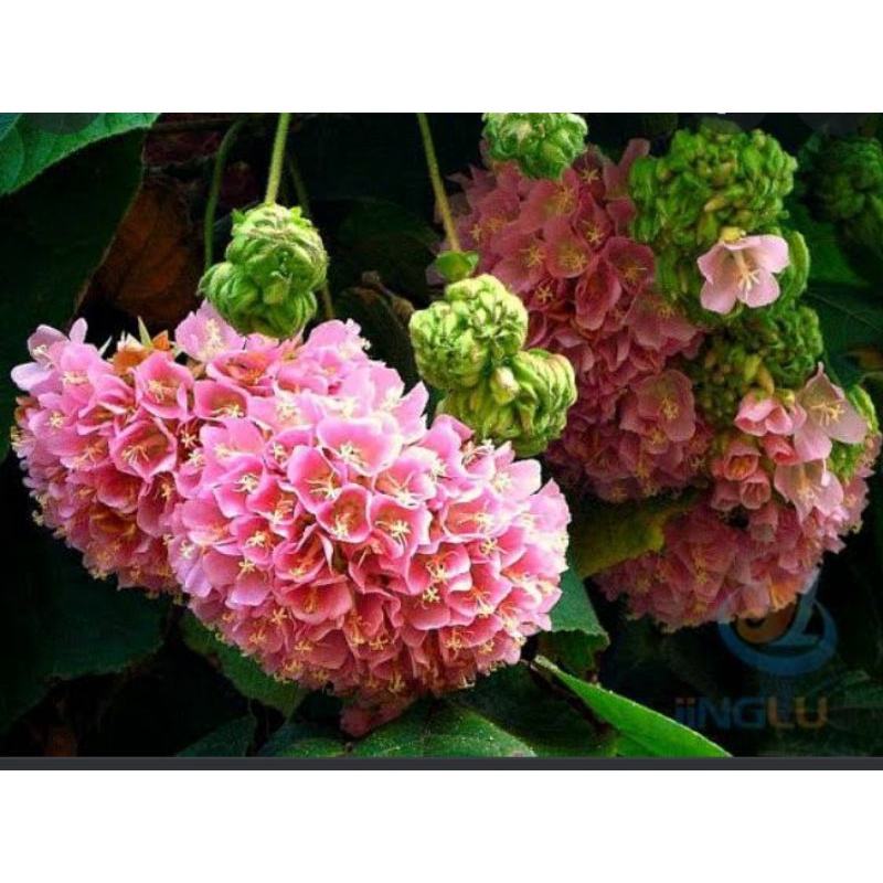 bunga vegetasi lebah dombeya | Lazada Indonesia