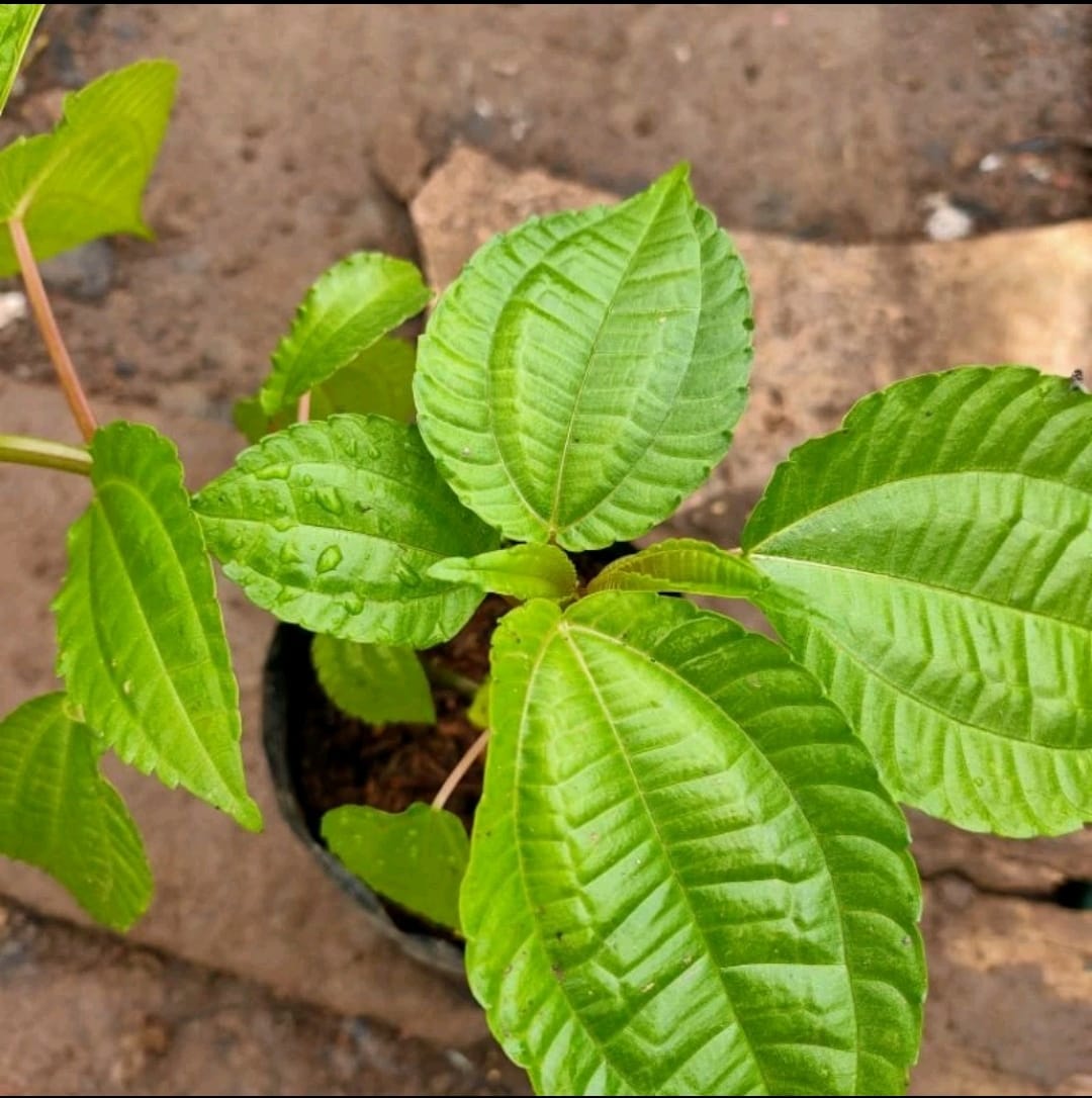 Bibit Daun Pohpohan / Bibit Tanaman Daun Pohpohan | Lazada Indonesia