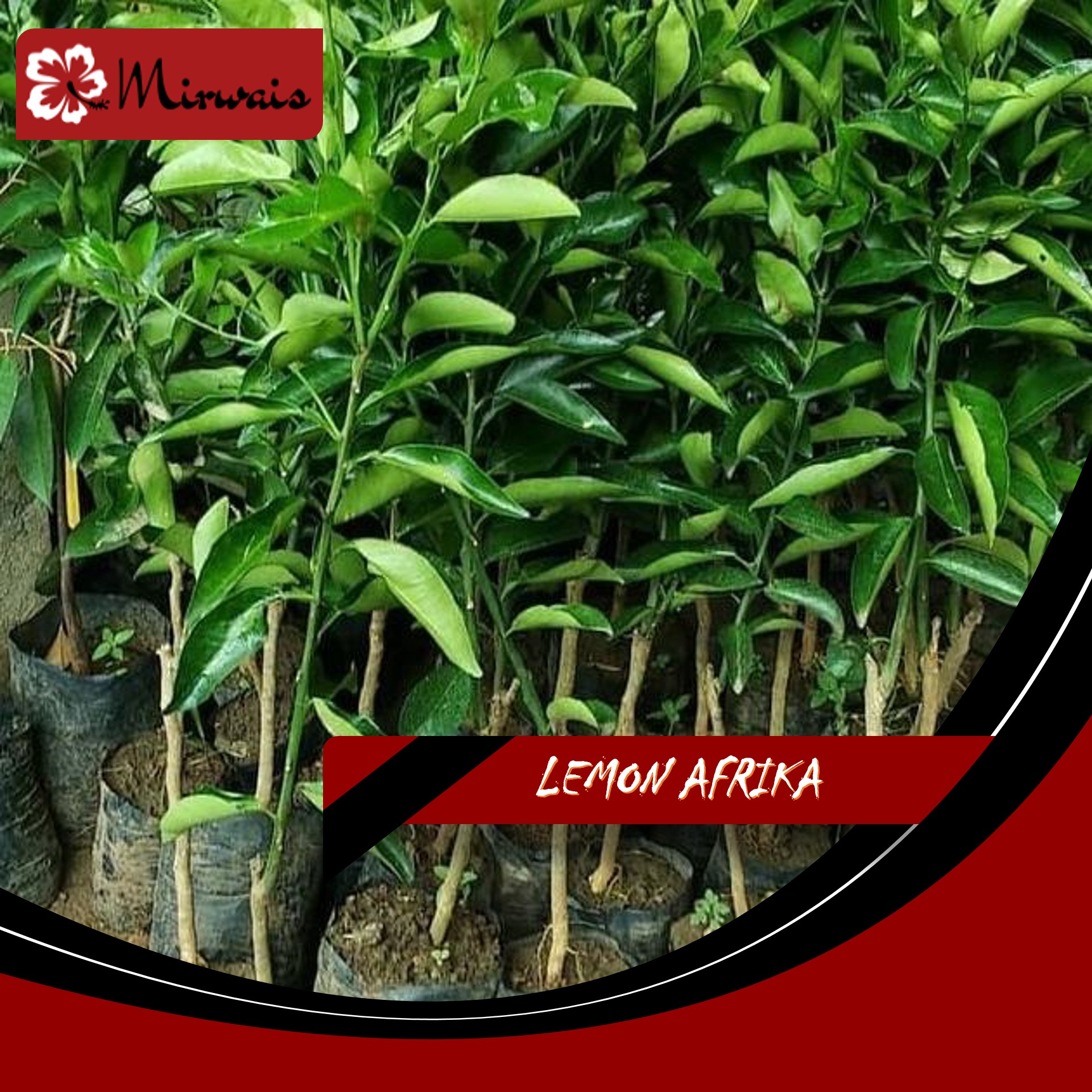 4 Tanaman Lemon Afrika - (Mirwais) | Lazada Indonesia