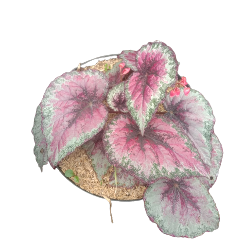 tanaman hias begonia silver merah versi jumbo | Lazada Indonesia