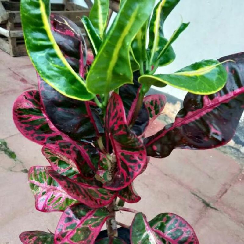 tanaman hias puring kerupuk bunga hidup indoor outdoor | Lazada Indonesia