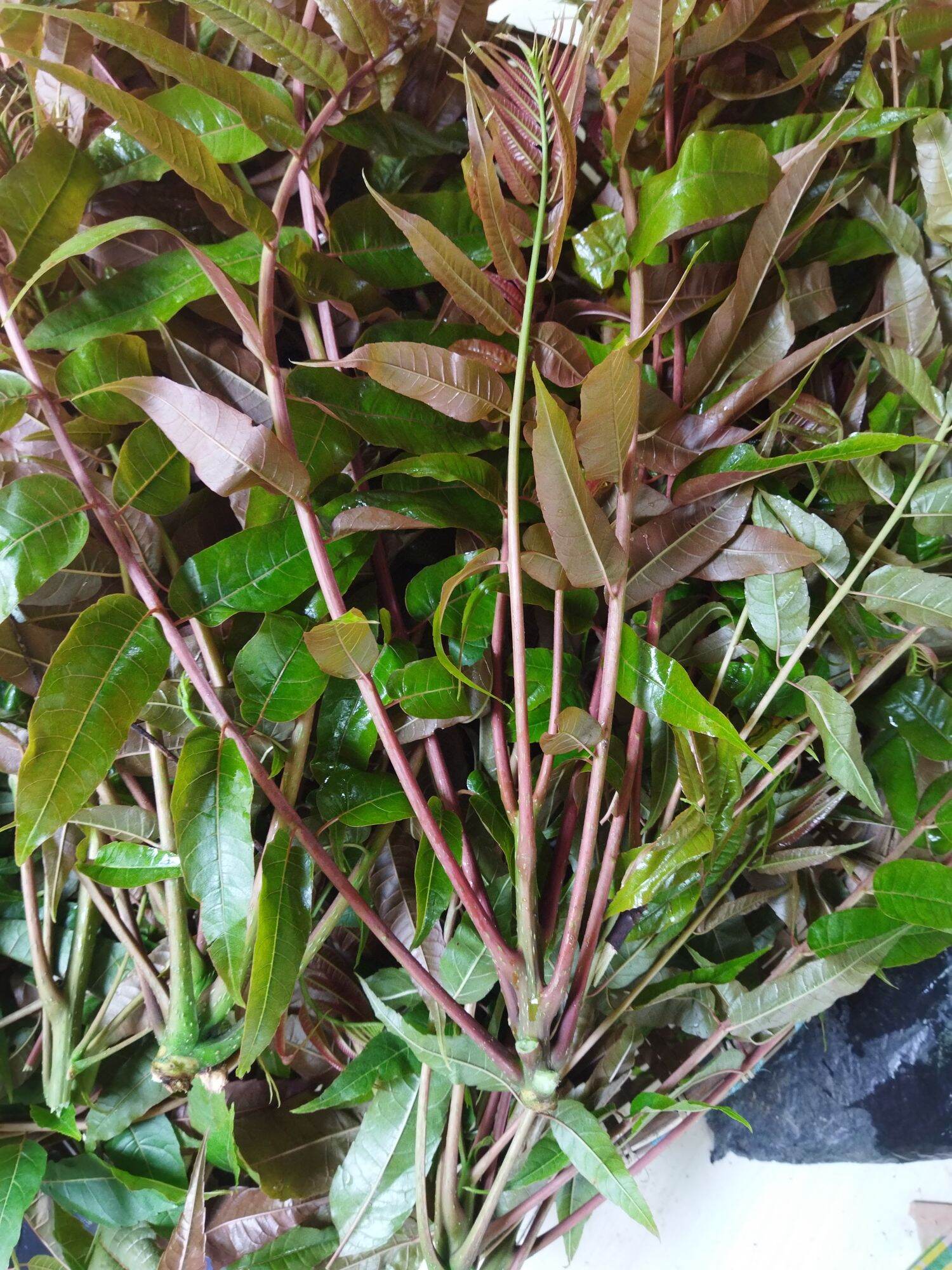 Daun suren atau surian segar 1 kilo | Lazada Indonesia