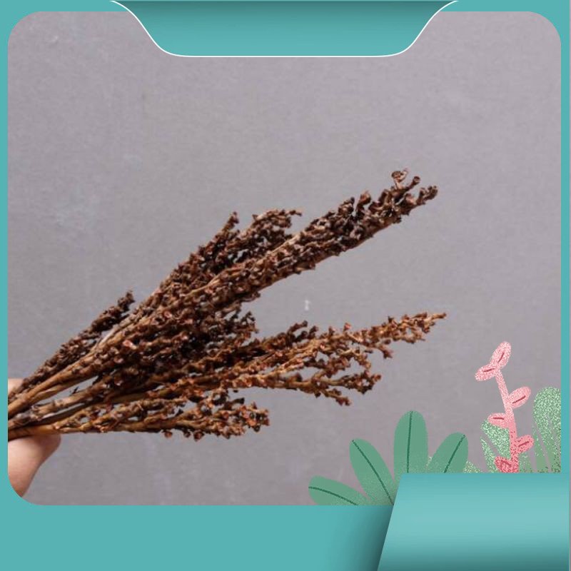 RANTING KERING BIJI ROTAN | Lazada Indonesia