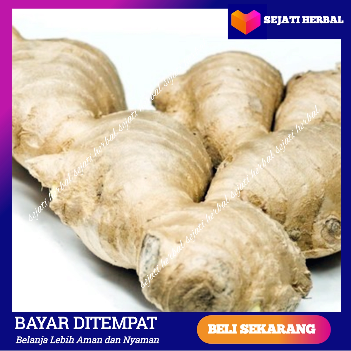 Jahe gajah 1 kg benih Jahe gajah Jahe gajah 1kg benih Jahe gajah super ...