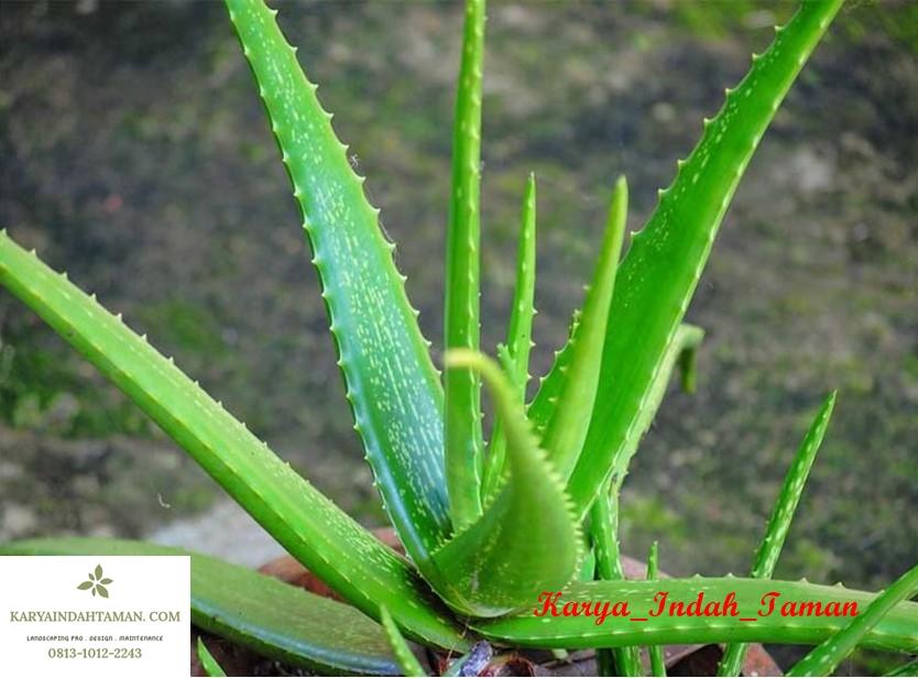 Bibit tanaman herbal lidah buaya (aloe vera) / tanaman hias lidah buaya ...