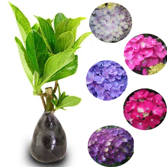 [ Gratis POT + 1 BUNGA ] Bunga Hydrangea Hortensia COD Kembang Bokor ...