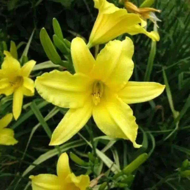 Lyli day tanaman hias bunga kuning lili kuning | Lazada Indonesia