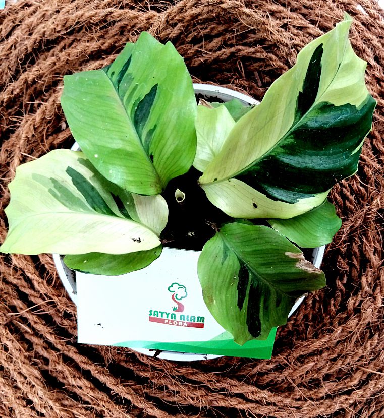 calathea tissue yelow/meranti kuning/tanaman hias/bunga | Lazada Indonesia