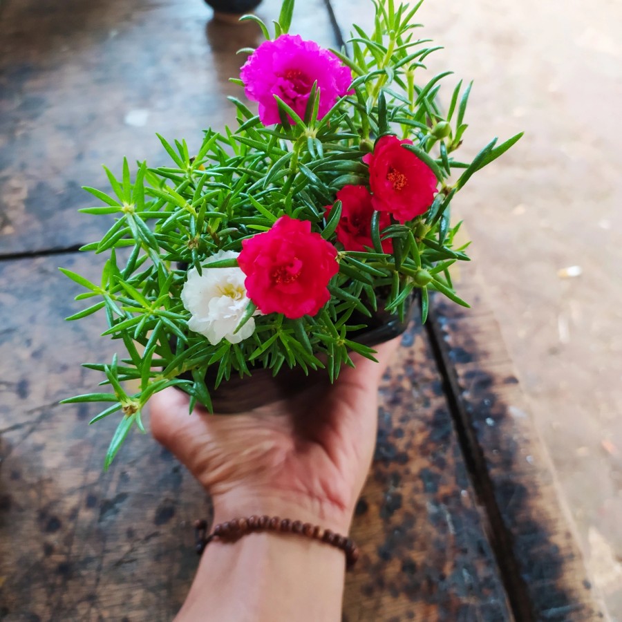 Tanaman hias bunga sutra bombay - Tanaman hias bunga jam 8 - Tanaman ...