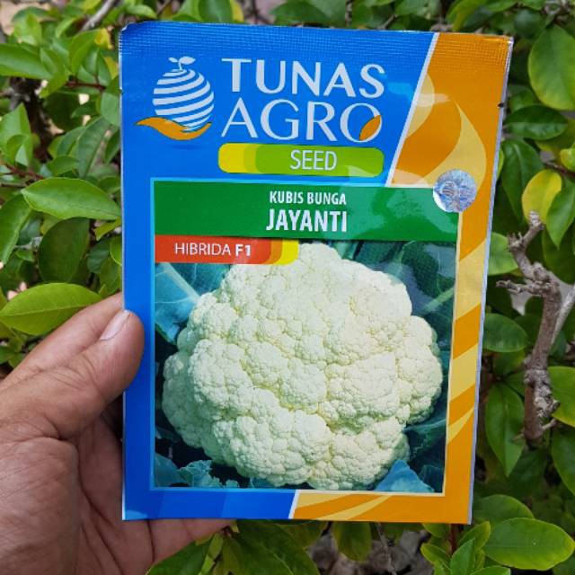 TERLARIS - BENIH BUNGA KOL JAYANTI | Lazada Indonesia