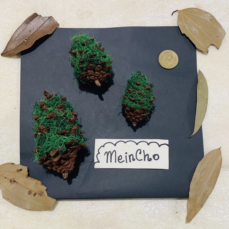 Pohon Cemara Mini Pine Tree Pohon Pinus Mini Chrismast Tree | Lazada ...