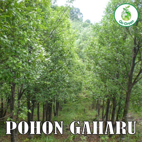 Bibit Gaharu Super/ Kayu Gaharu Wangi/ Pohon Gaharu Asli Bibit Unggulan ...