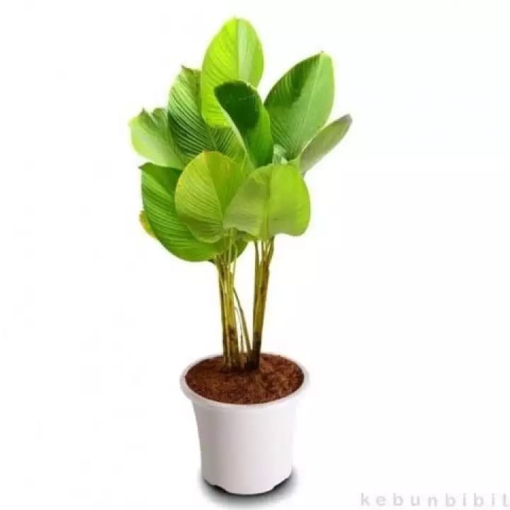 Tanaman hias pisang calathea lutea / pisang calathea lutea | Lazada ...