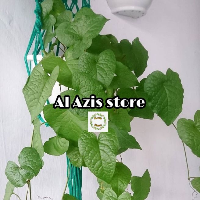 Tanaman Hias Rambat Air Mata Pengantin - Pohon hias air mata pengantin ...