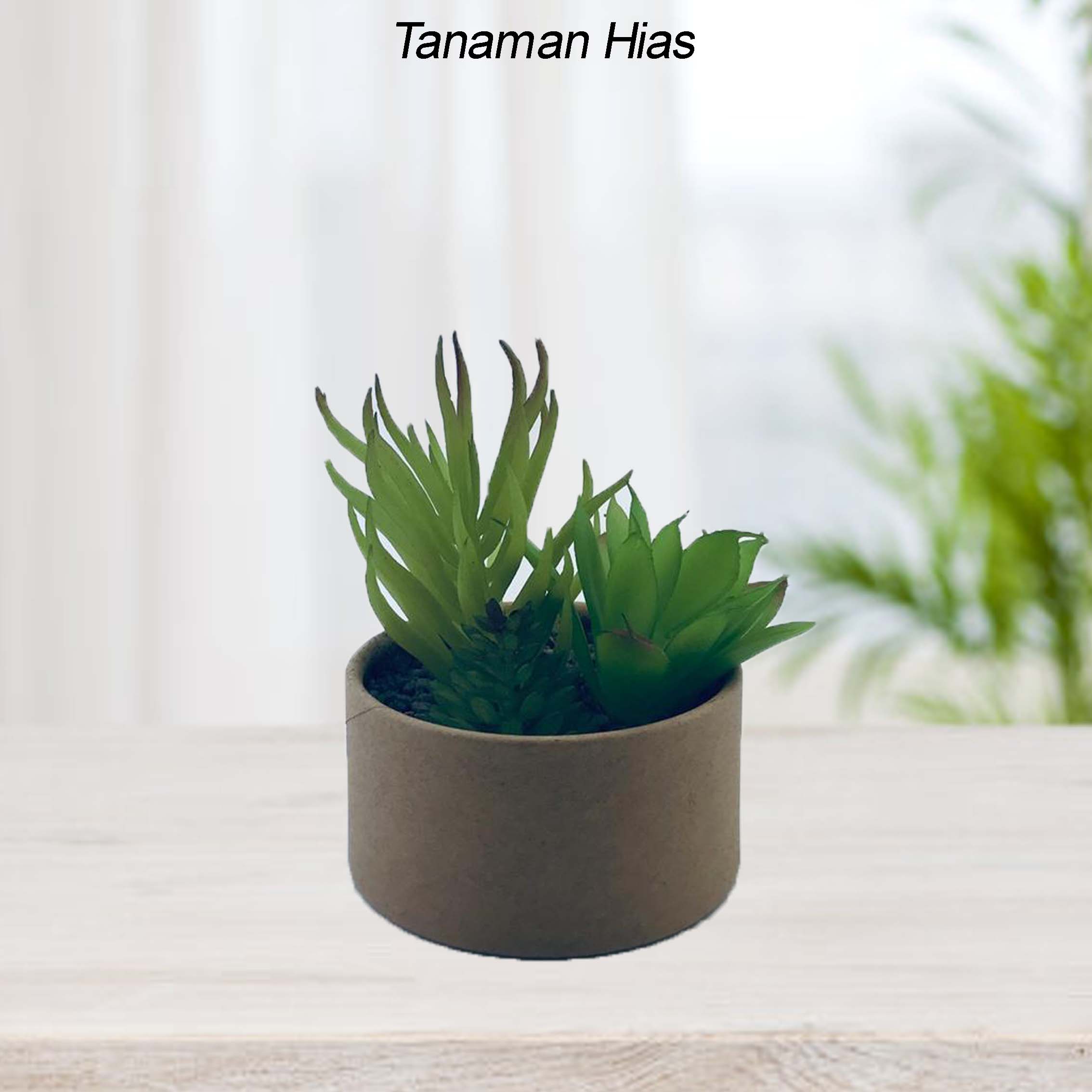 Tanaman Hias/Tanaman Mini/Tanaman Plastik/3 tanaman 1 pot | Lazada ...