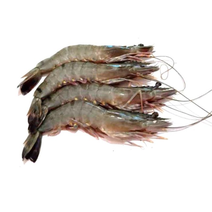 Udang Pancet Windu Besar Segar Berkualitas - 500 Gram | Lazada Indonesia