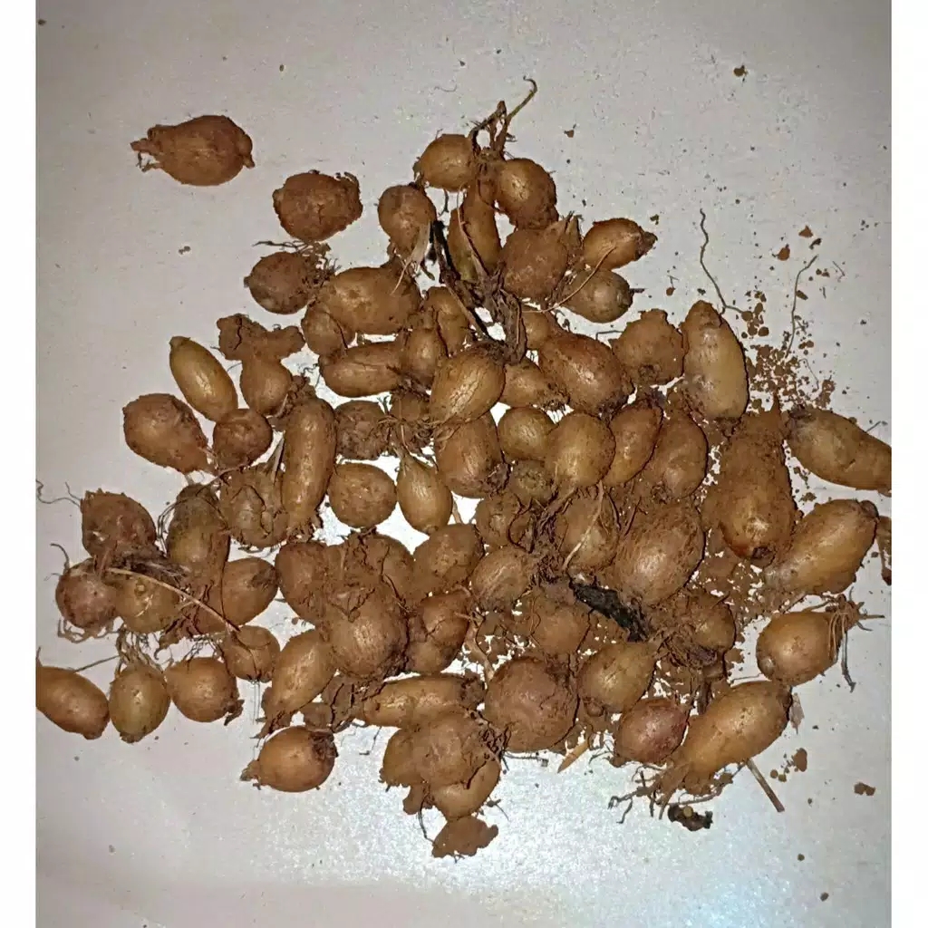 bibit kentang hitam/ kentang bulu dari umbi mini 10 pcs | Lazada Indonesia
