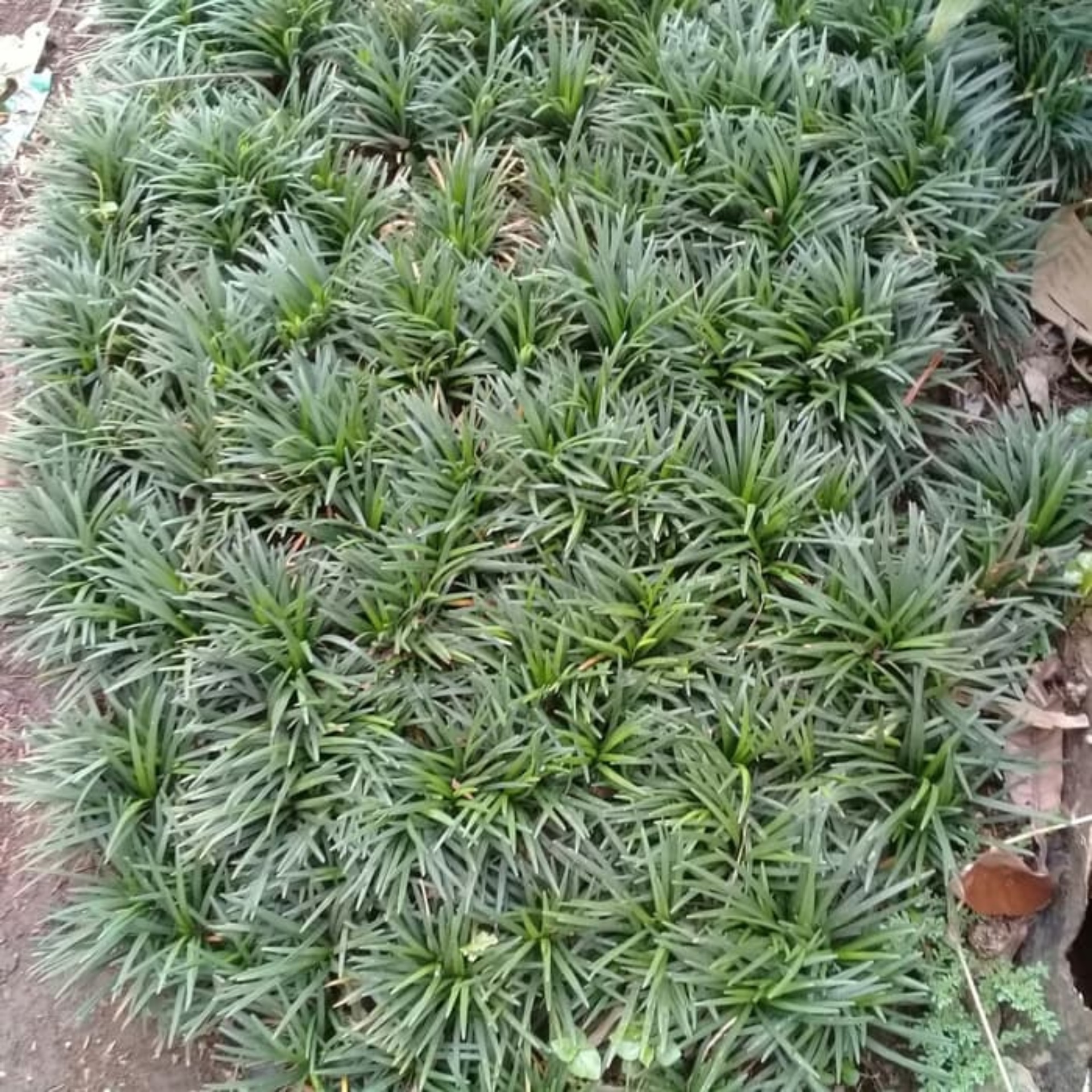 Tanaman Rumput Kucai Mini | Lazada Indonesia