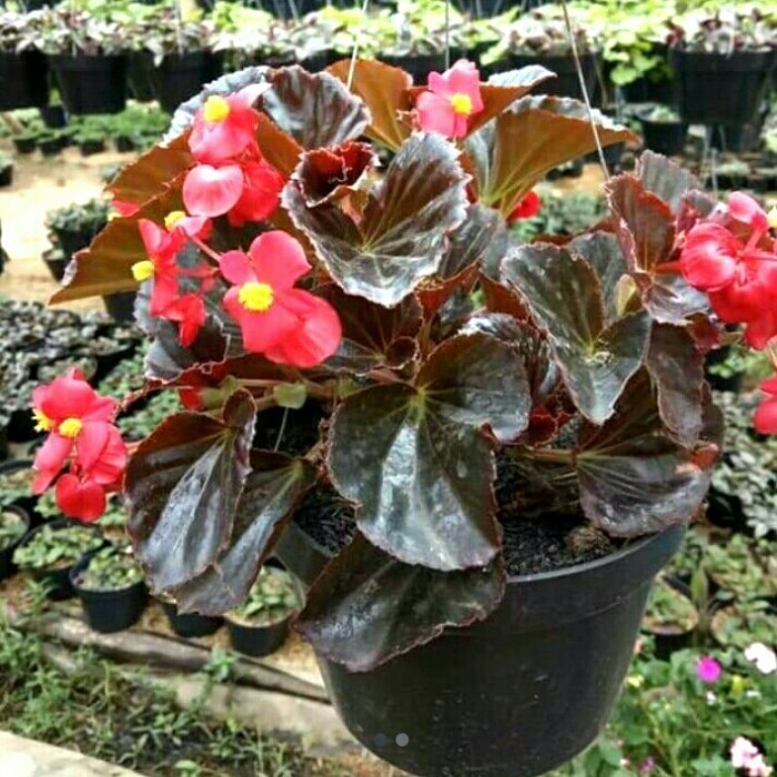 Bunga Begonia Bali | Lazada Indonesia