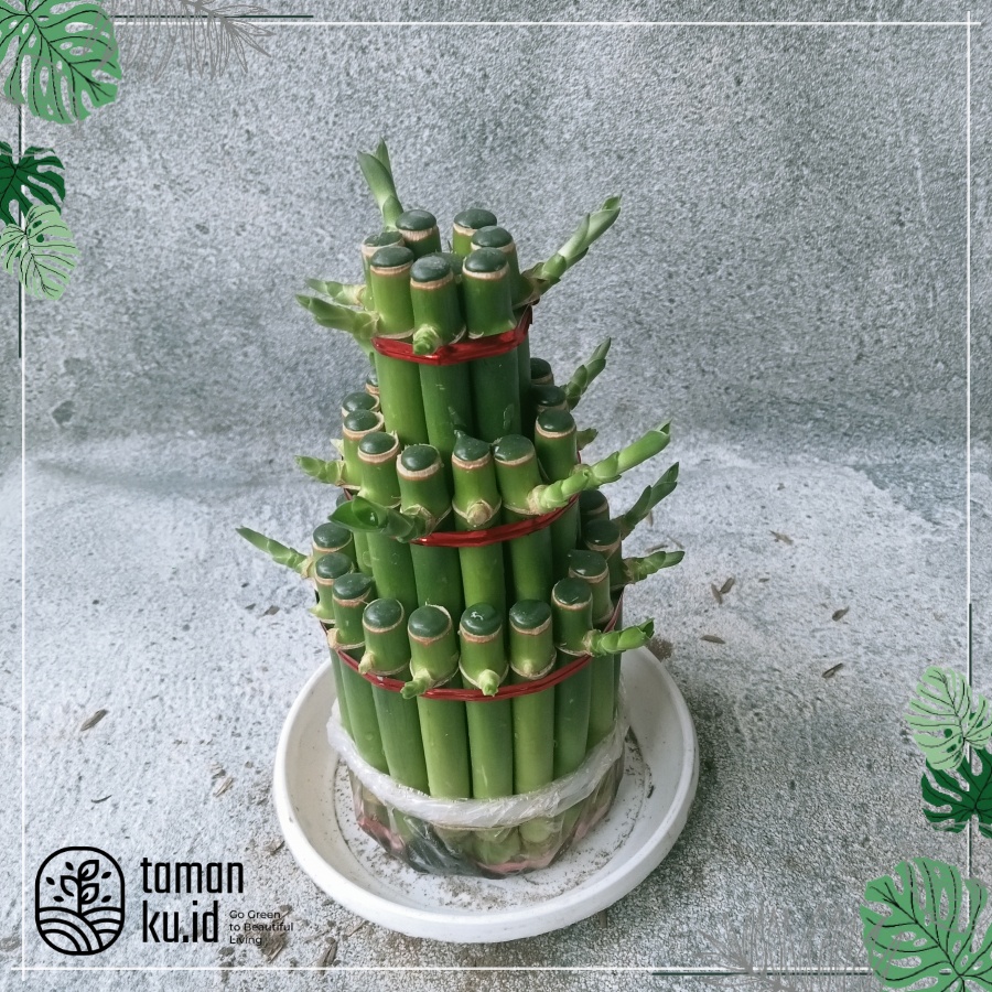 Bambu Hoki | Bambu Rejeki | pohon keberuntungan bambu hoky 3 Tingkat ...