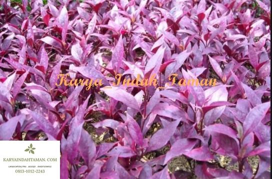 tanaman hias erpah / tanaman hias erpah merah / pusat tanaman hias ...