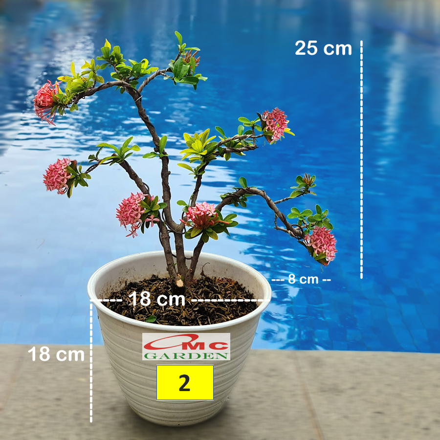 Tanaman Hias Bonsai Bonsae Mame Soka Mini Asoka Jepang Ixora Pink ...