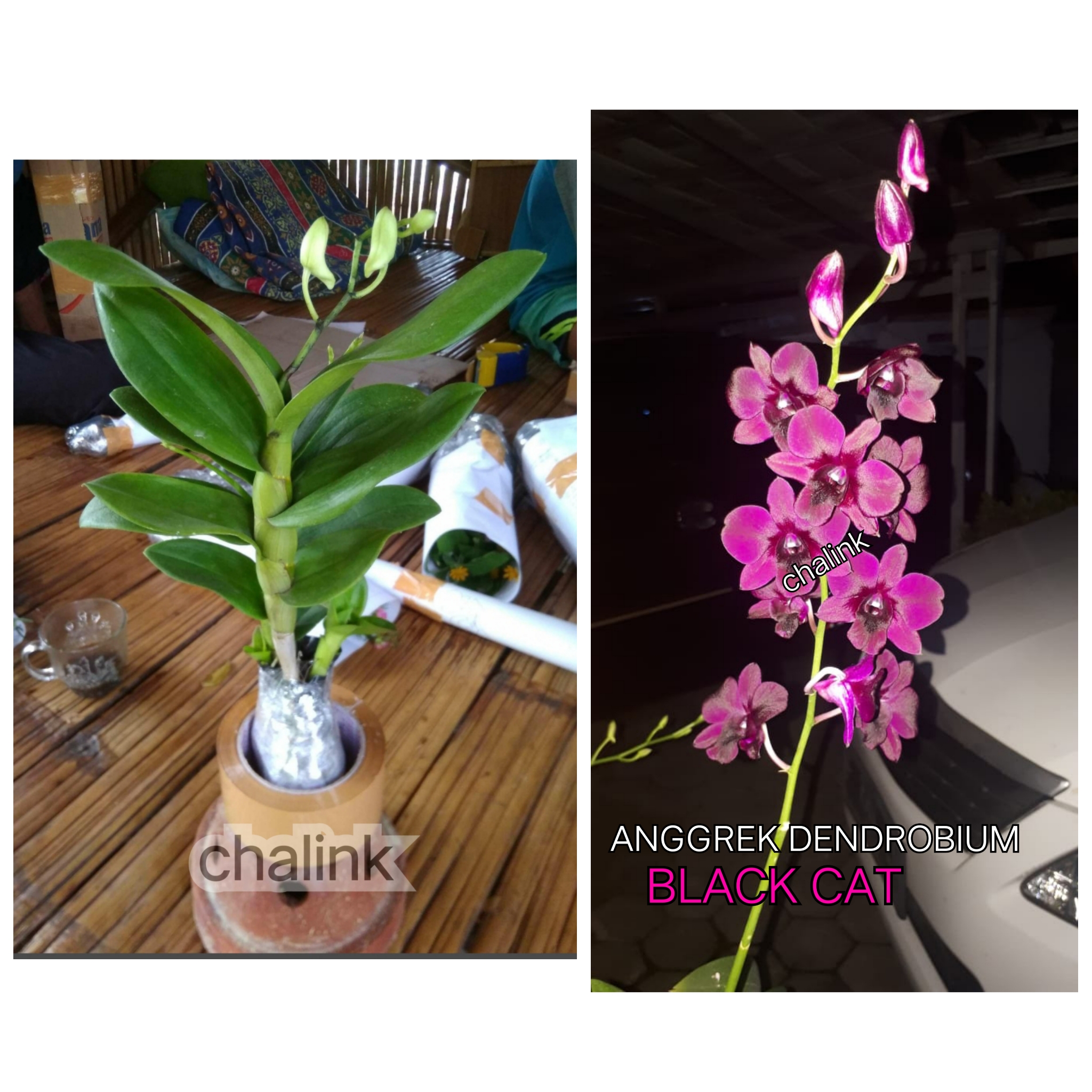 Tanaman Anggrek Dendrobium Airy Black Cat- Bunga Anggrek Ungu Pekat ...