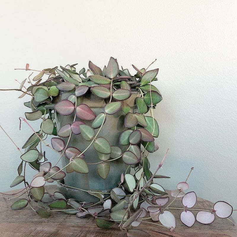 TANAMAN HIAS GANTUNG HOYA HOPE | Lazada Indonesia