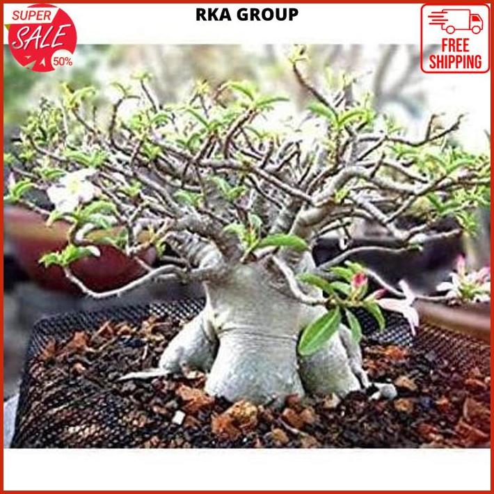 Bibit Benih Seeds Biji Adenium Black Thaisoco Arabicum Thai Soco Cocok ...