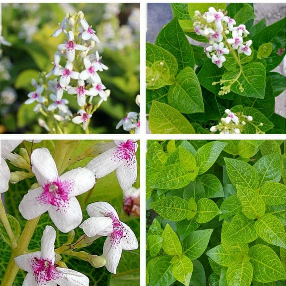 Pohon melati tanaman bunga hias melati Jepang melati Gambir | Lazada ...