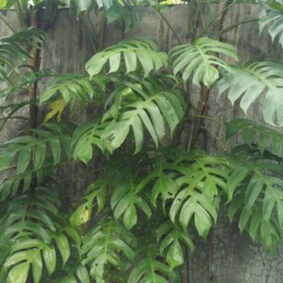 Jual daun ekor naga paket 2 kg | Lazada Indonesia