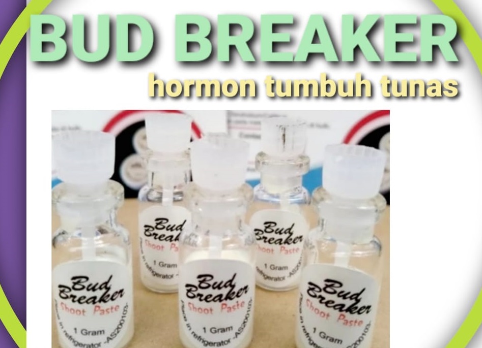BUD BREAKER 1 GRAM Hormon Penumbuh Tunas Anggrek salep nutrisi tumbuh ...
