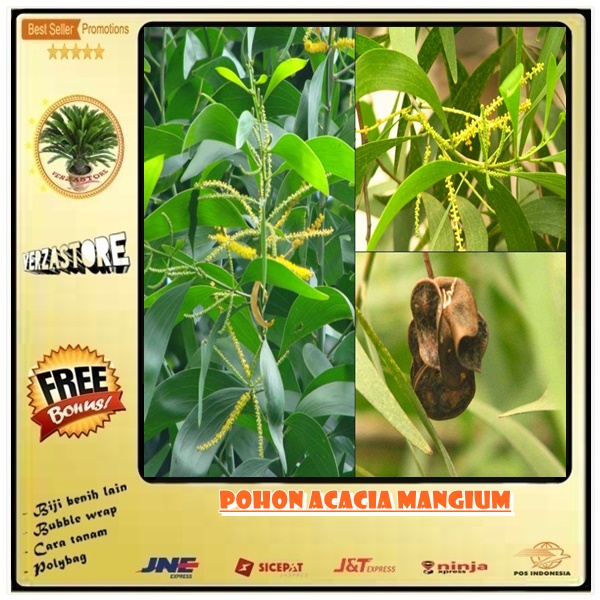 biji benih pohon acacia mangium /5 biji | Lazada Indonesia