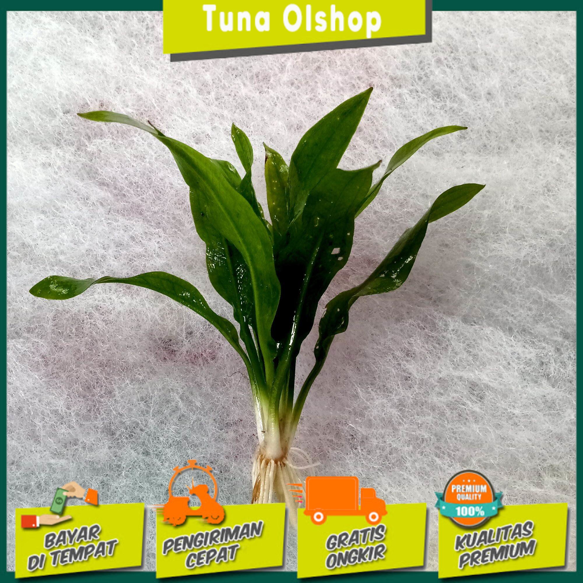 Tanaman Aquascape Amazon Sword Tanaman Hiasan Aquarium | Lazada Indonesia