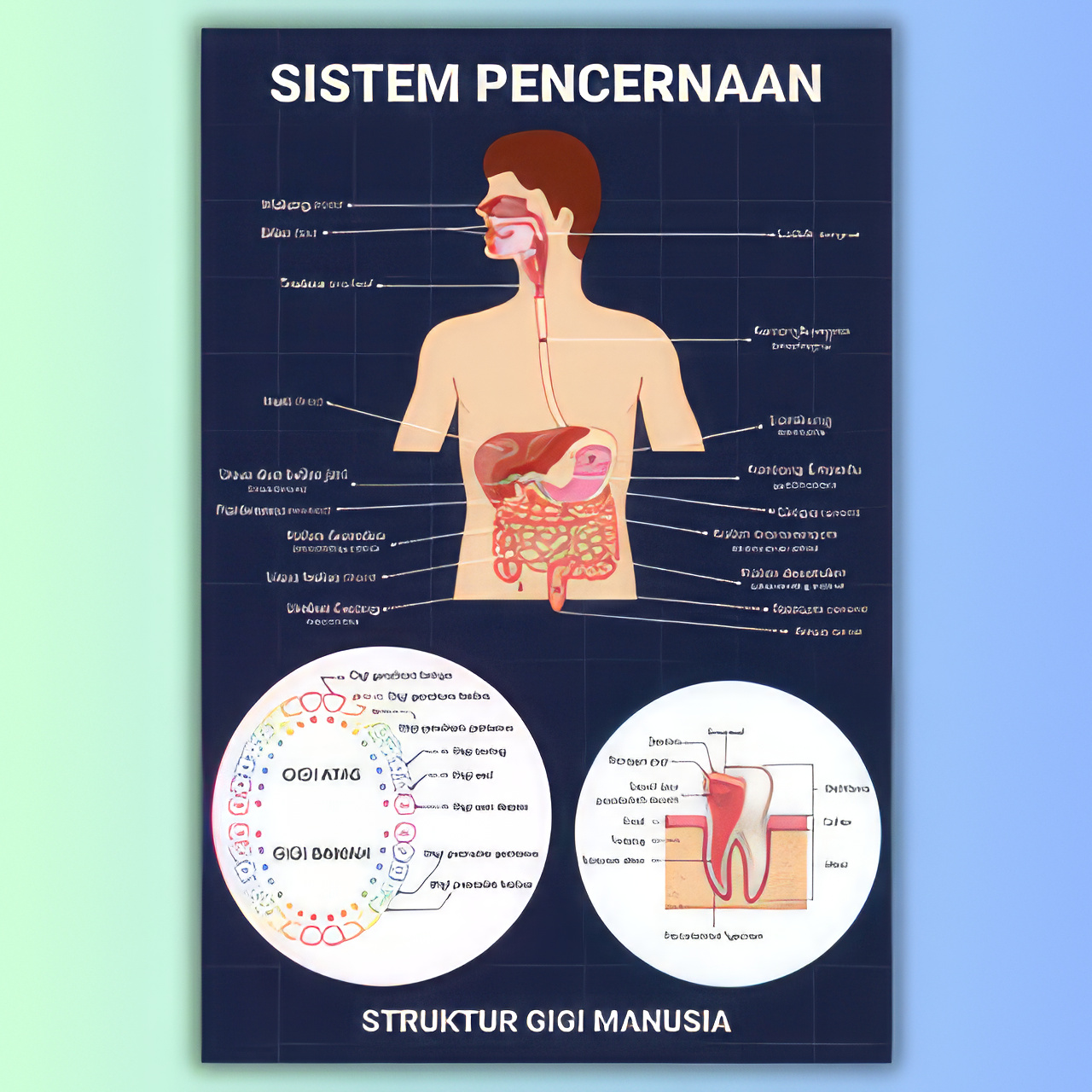 Poster SISTEM PENCERNAAN TUBUH MANUSIA Edukasi Sekolah Pendidikan Anak TK PAUD SD | Lazada Indonesia