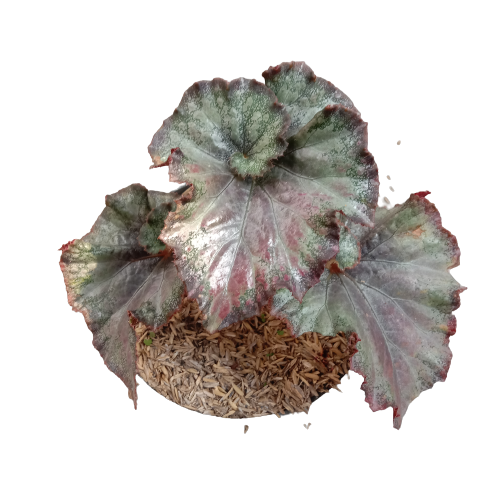 tanaman hias daun begonia spider | Lazada Indonesia