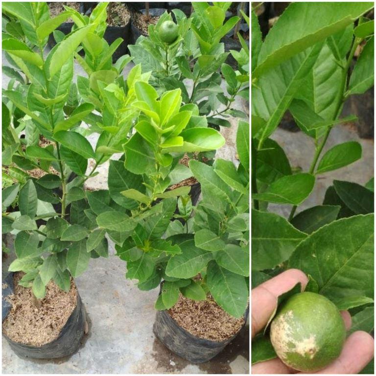 Bibit Jeruk Lemon | Lazada Indonesia