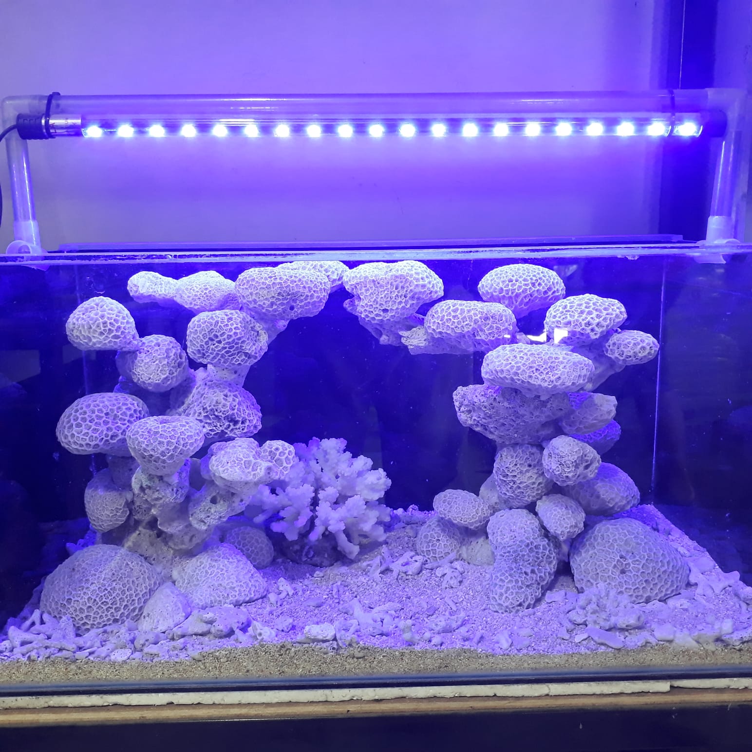 Batu karang bentuk bunga uk 1kg Aquascape-Aquarium , karang bunga atau ...