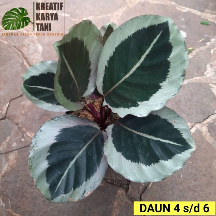 Calathea cynthia silver / Tanaman hias calatea sintia silver | Lazada ...