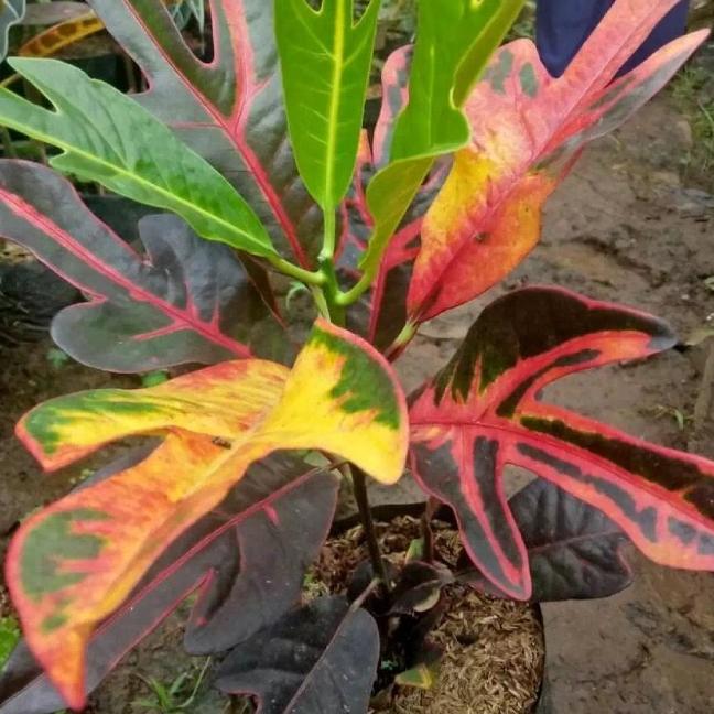 tanaman hias puring jet-puring jet-tanaman hias puring jet | Lazada ...