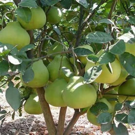 Pohon Jeruk Bali Super Jumbo Tanaman Jeruk Bali | Lazada Indonesia Pohon Jeruk Bali Super Jumbo Tanaman Jeruk Bali | Lazada Indonesia