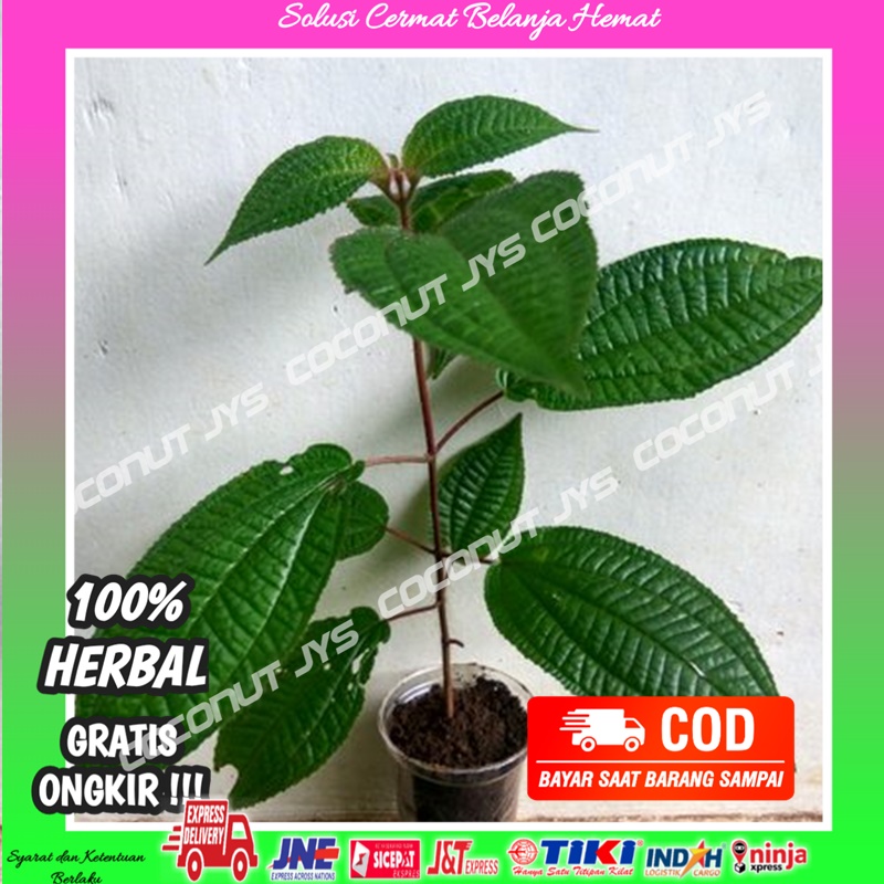 bibit pohon harendong-senduduk-senggani-pohon daun harendong bulu segar ...