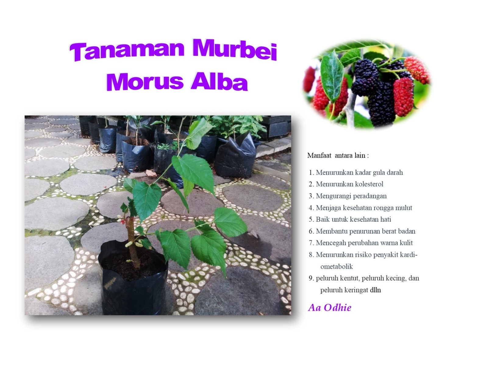 Tanaman Murbei mulberry Morus Alba Hias Herbal | Lazada Indonesia