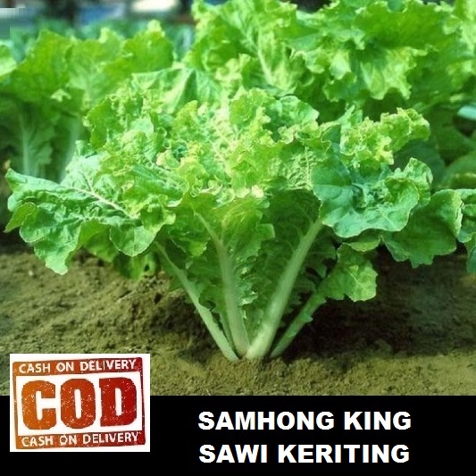 SAWI SAMHON KING KERITING 50 biji / benih / bibit SAWI KERITING / SAWI ...
