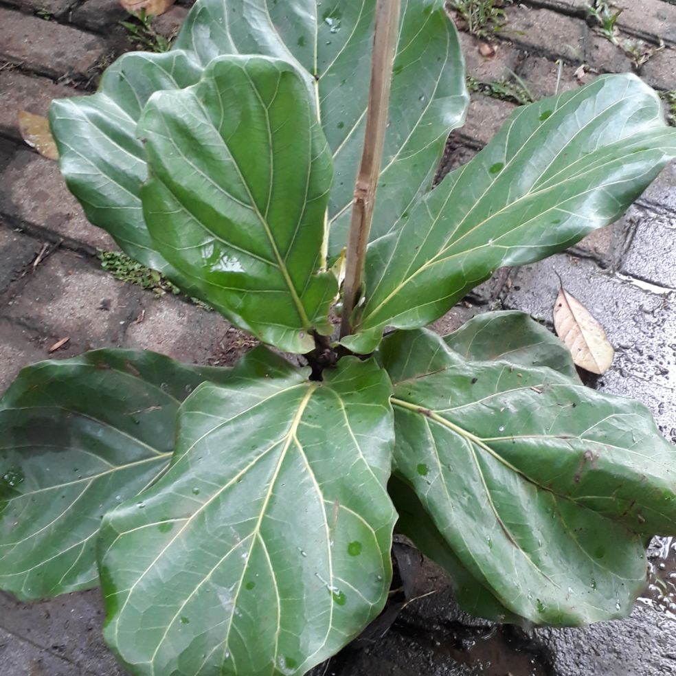 Tanaman Biola Cantik Mini 30cm / Ficus Lyrata / Pohon Ketapang | Lazada ...