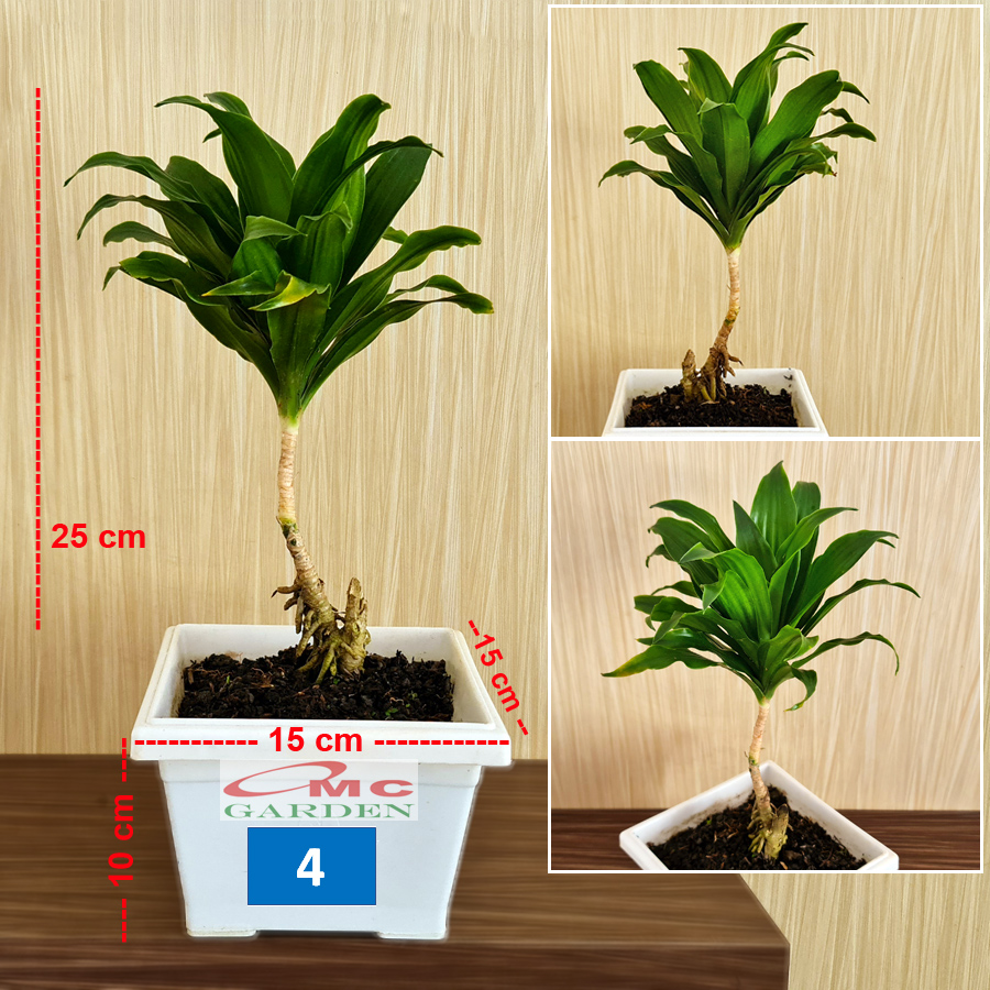 Tanaman Hias Bonsai Bonsae Dracaena Compacta Green Jewel Hanjuang Andong Kemoceng Dracena B-DC ...