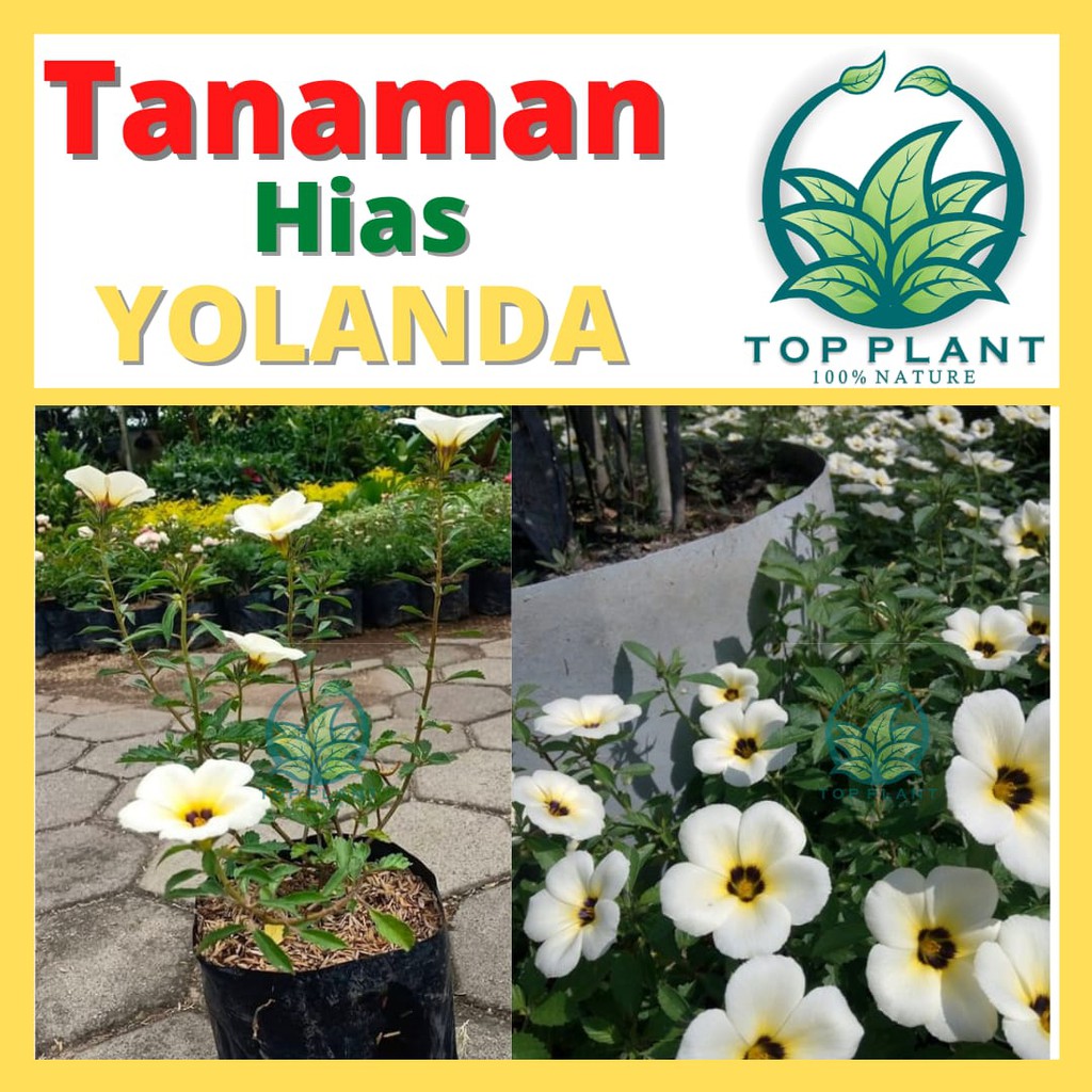 Tanaman Hias Bunga Yolanda Putih | Lazada Indonesia